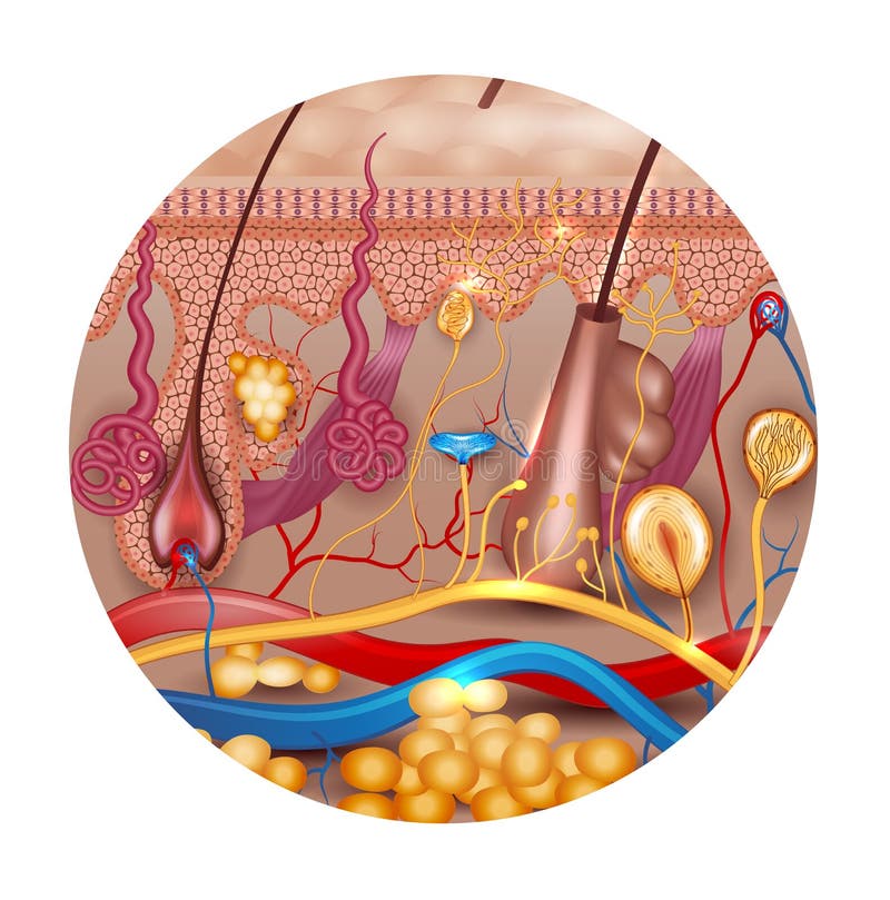 Skin anatomy stock vector. Illustration of follicle, gland - 52547210