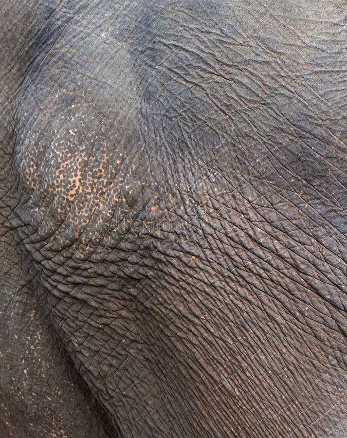 Skin of asian Elephant stock photo. Image of integument - 65852666