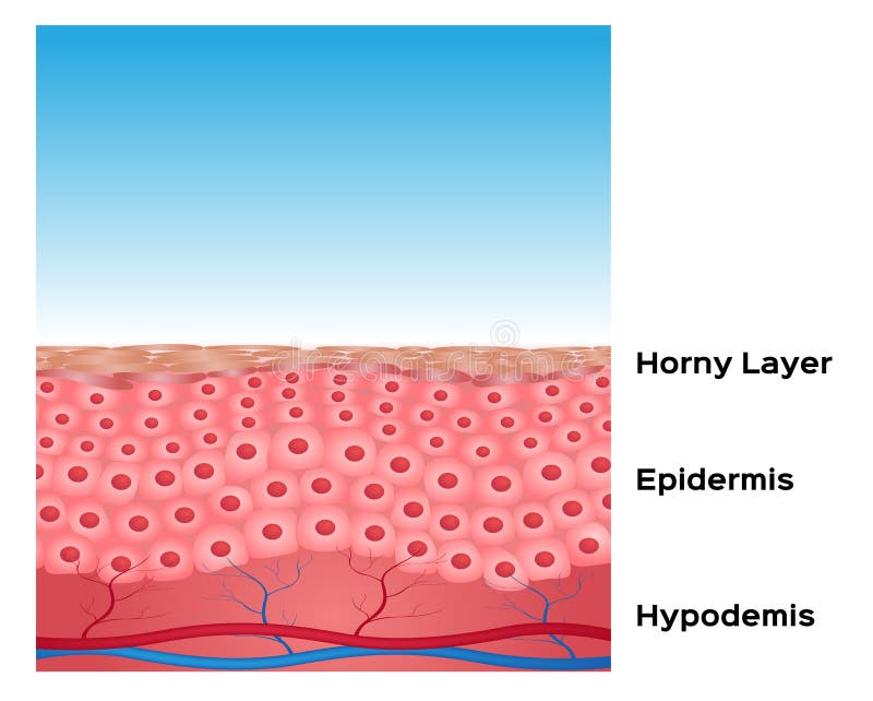 Skin Anatomy Background Stock Illustrations – 7,338 Skin Anatomy ...