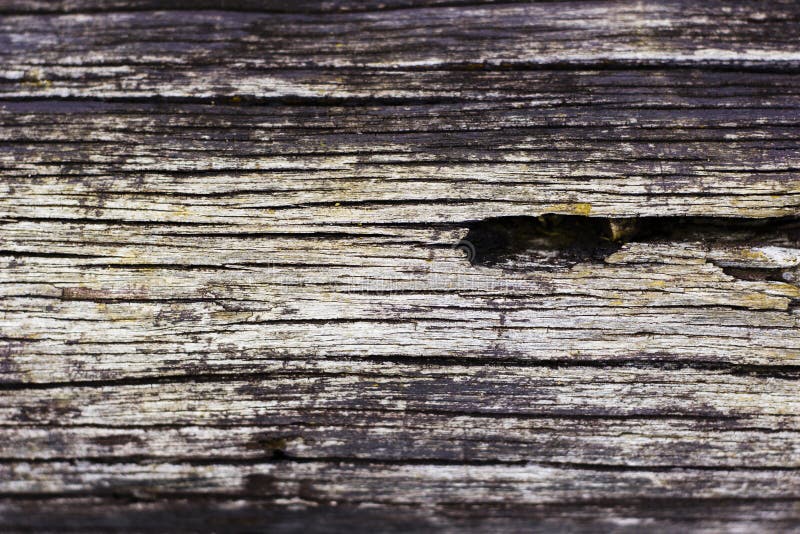 Skin of bark stock image. Image of material, design - 120546993