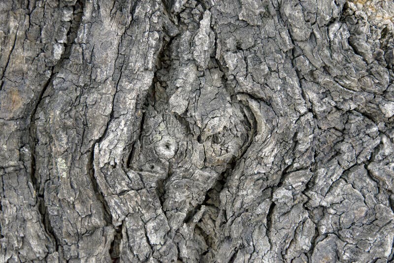 The skin of the bark stock image. Image of detail, organic - 216212079