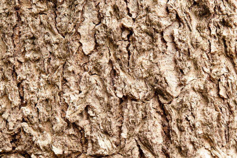 The skin of the bark stock image. Image of organic, brown - 216212135