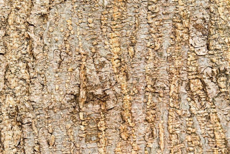 The skin of the bark stock image. Image of outdoor, aging - 217948589
