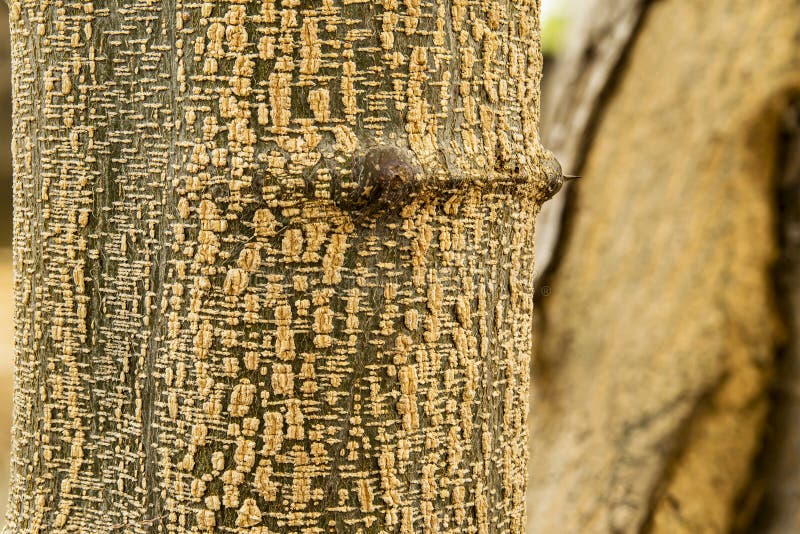The skin of the bark stock image. Image of environment - 218629841