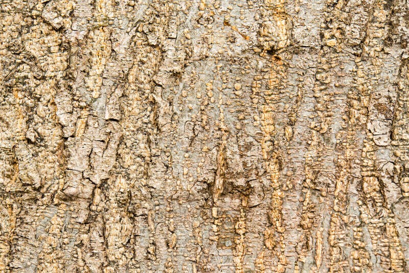 The skin of the bark stock photo. Image of background - 224854218