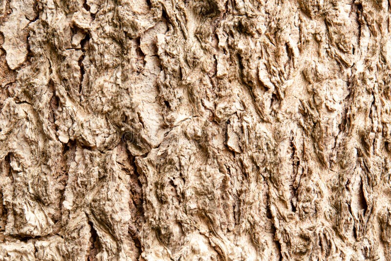 The skin of the bark stock image. Image of line, corrosion - 238079531