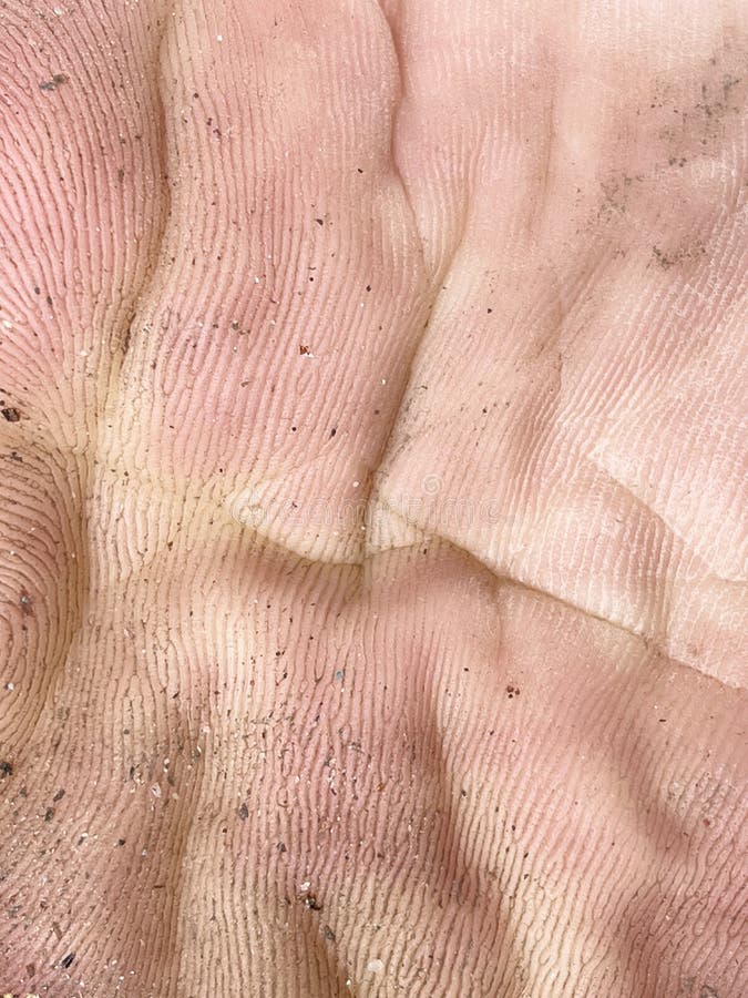 Skin body texture stock image. Image of care, natural - 265472175