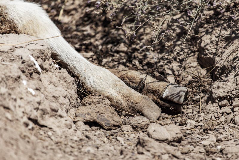 The Skin and Bones of a Dead Cow on the Ground Stock Image - Image of ...