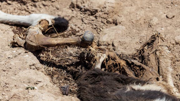 The Skin and Bones of a Dead Cow on the Ground Stock Photo - Image of ...