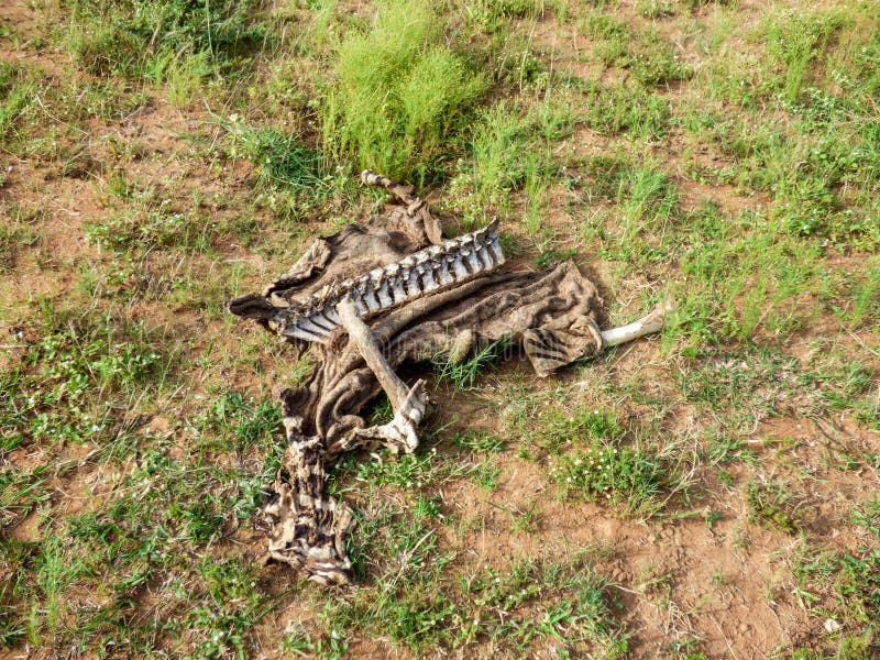 Skin and Bones from a Dead Zebra Stock Image - Image of wild, wildlife ...