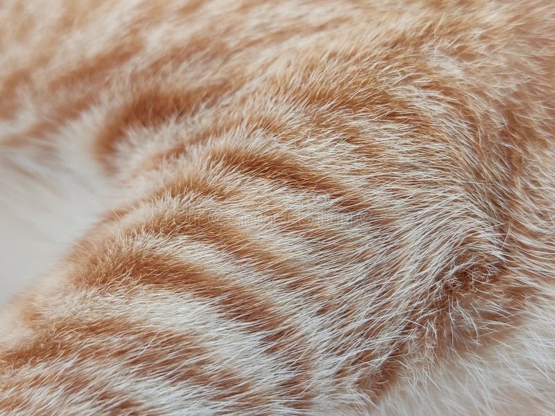 Two Little Cats Sleeping on the Tree Stock Photo - Image of little ...