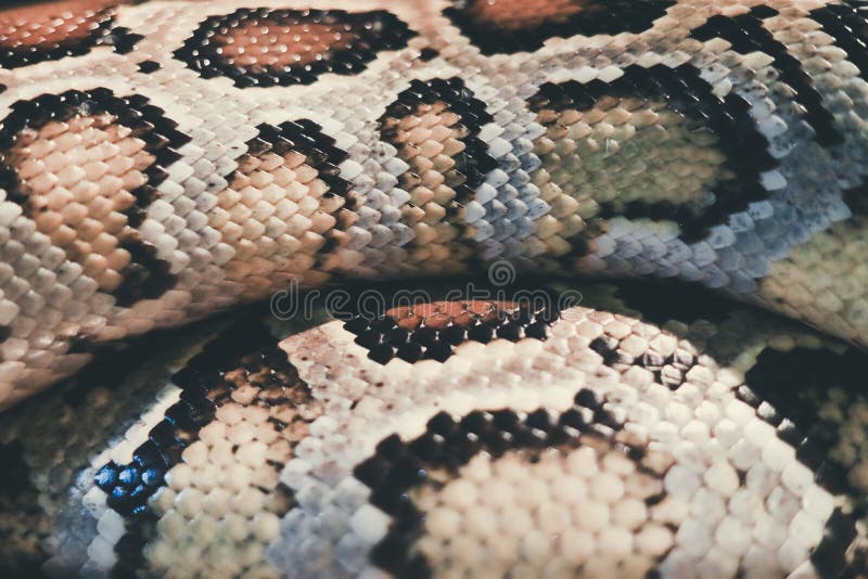 Yellow Python Snack Skin Texture Background. Stock Photo - Image of ...