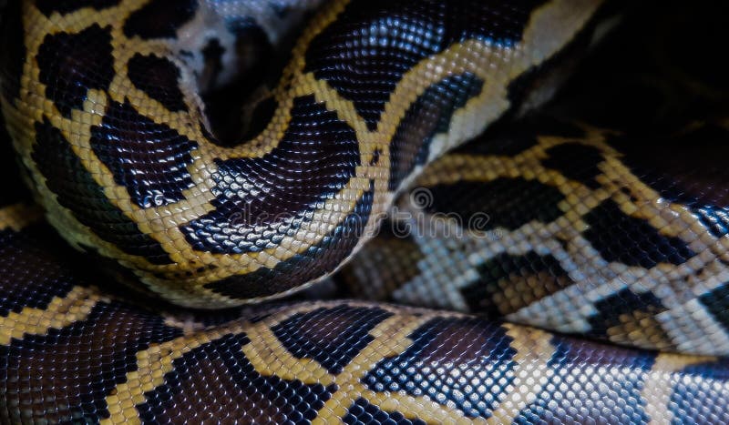 Skin of Burmese Python,Python Bivittatus,IUCN Red List Data Vulnerable ...