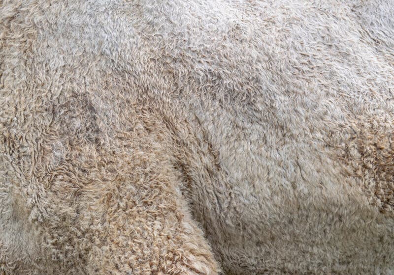 Camel skin stock image. Image of nature, leather, farm - 17423565