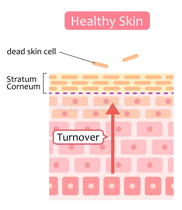 Skin Renewal Cycle Stock Illustrations 89 Skin Renewal Cycle Stock Illustrations Vectors