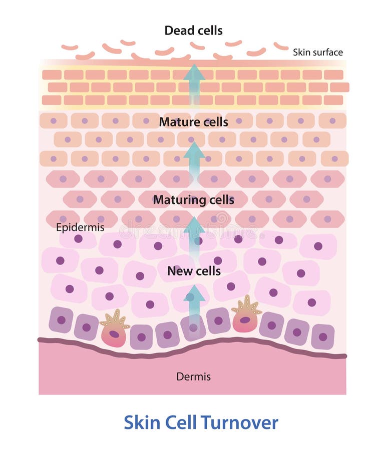 Simple Skin Cell Diagram