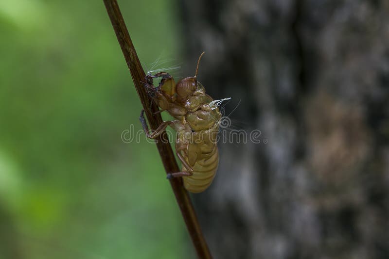 The Skin of a Cicada is on the Tree. Stock Image - Image of biology ...