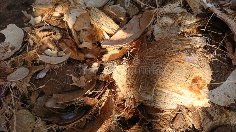 The Skin and Coconut Fiber are Scattered on the Floor Stock Image ...