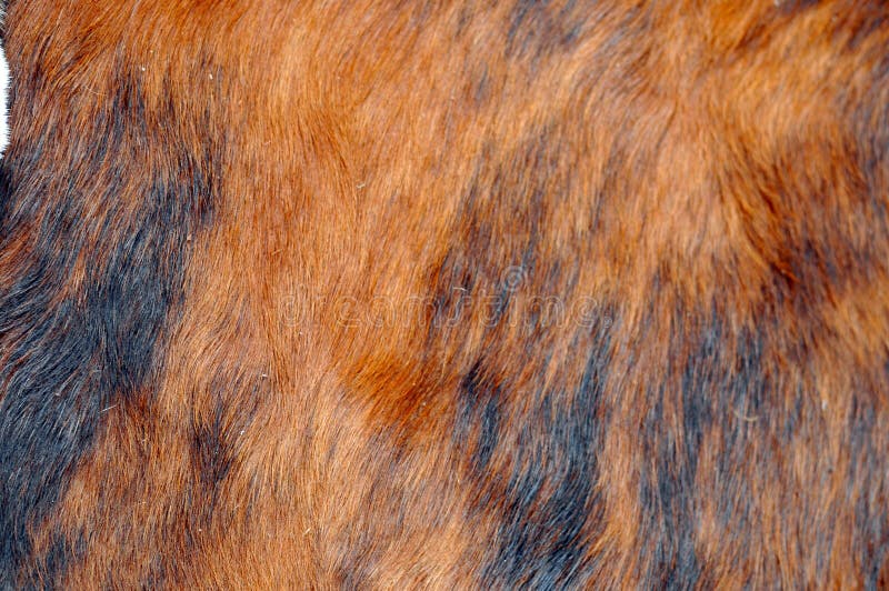 Skin of a cow stock photo. Image of farm, skin, close - 6198738