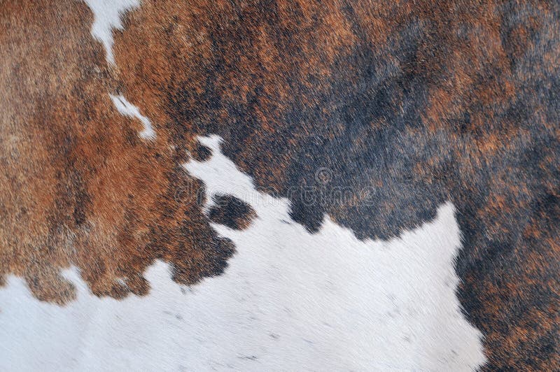 Skin Of A Cow Picture. Image: 6198928