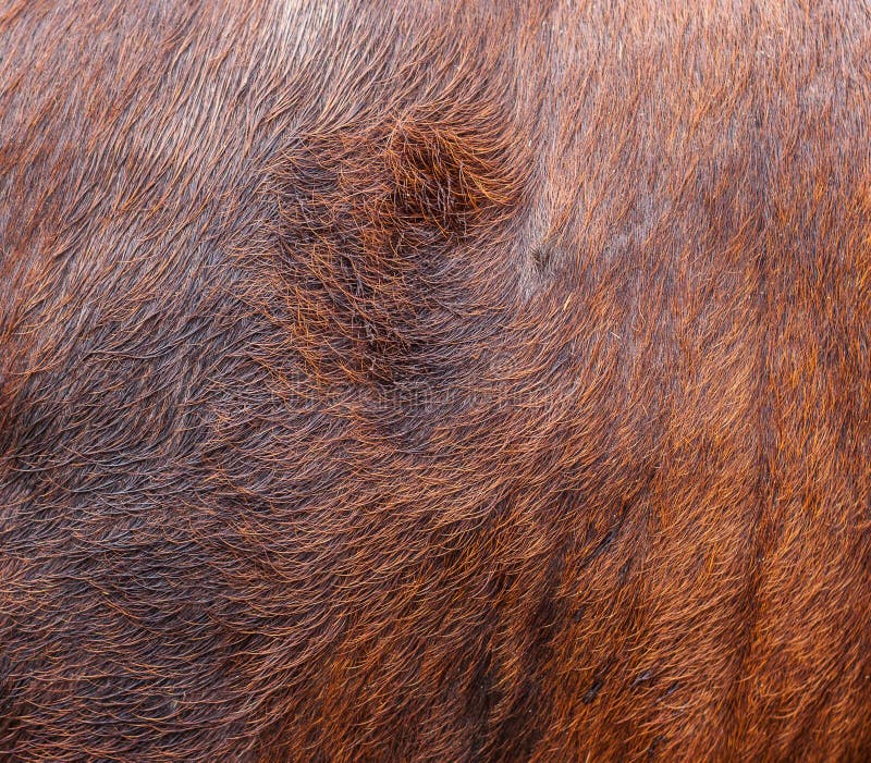 Cow pattern stock image. Image of structures, hides, animals - 17774391