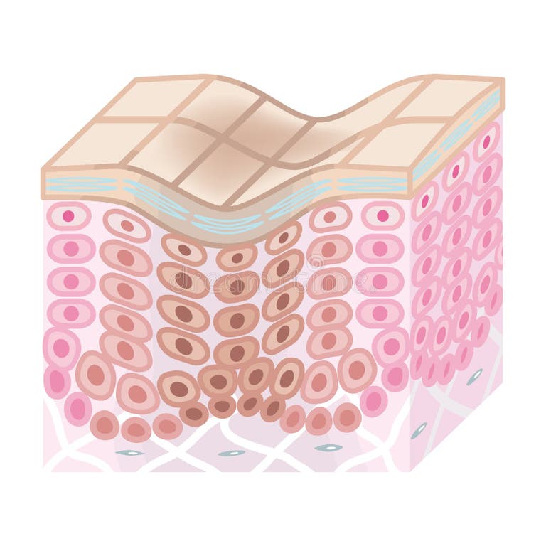 Skin Cross Section Stock Illustrations 1 406 Skin Cross Section Stock