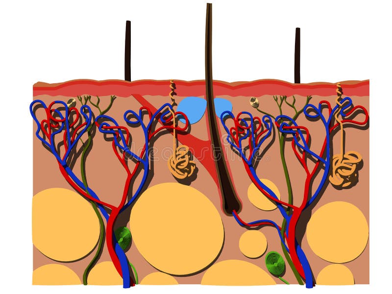 Skin cut stock illustration. Illustration of nerve, hair - 5605156