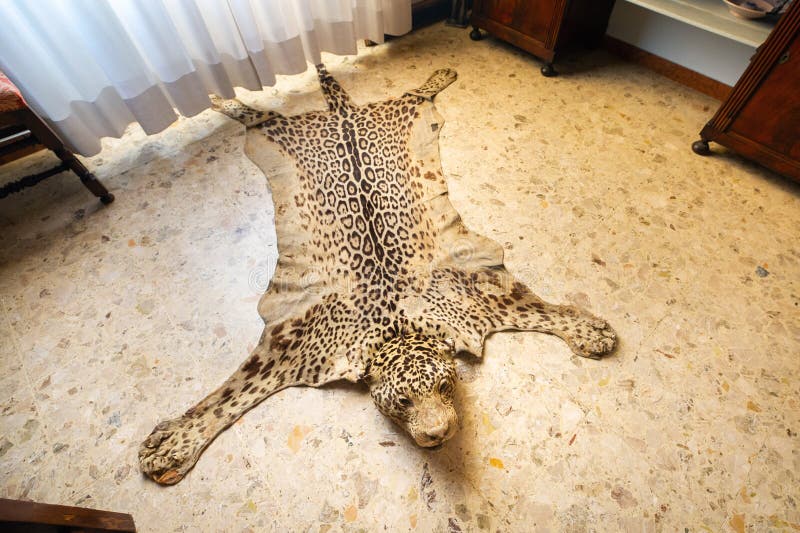 The Skin of a Dead Leopard Lay on the Floor Stock Photo - Image of ...