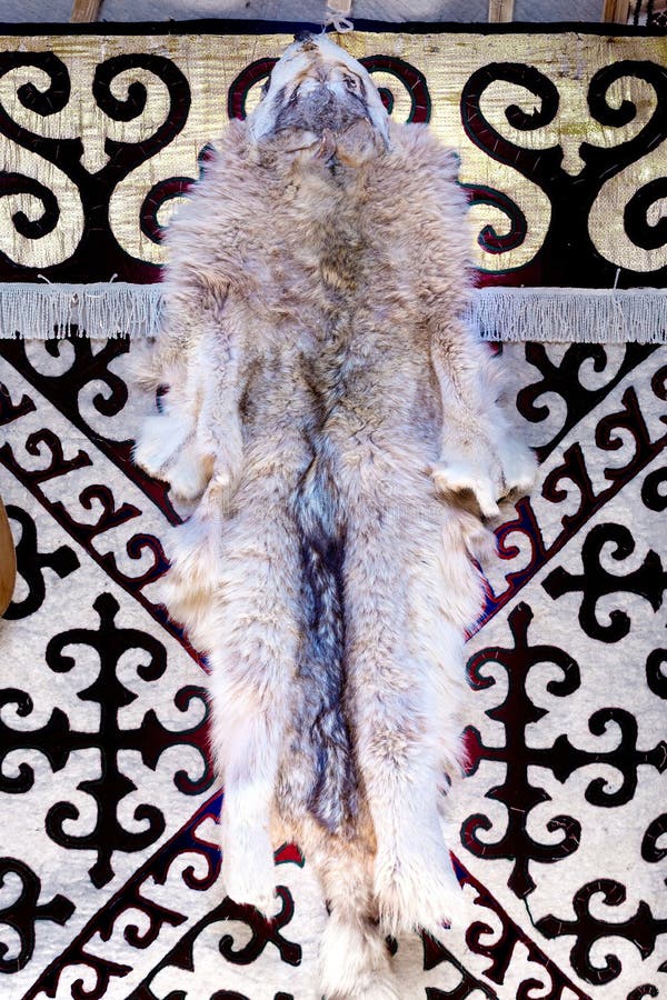 The Skin of a Dead Wolf Hangs Stock Photo - Image of bright, hanging ...