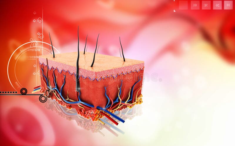 Human Skin Inside Structure Stock Illustration - Illustration of fiber ...