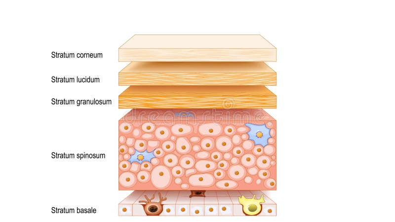Skin epidermis structure stock footage. Video of pigment - 298490072 Skin epidermis structure stock footage. Video of pigment - 298490072