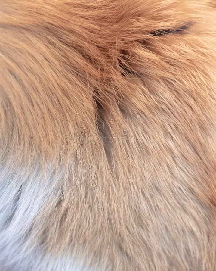 Skin of a Fox As an Abstract Background Stock Photo - Image of coat ...