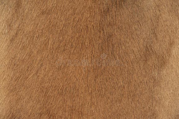 Skin of Goat. stock image. Image of natural, african, fuzz - 6705251