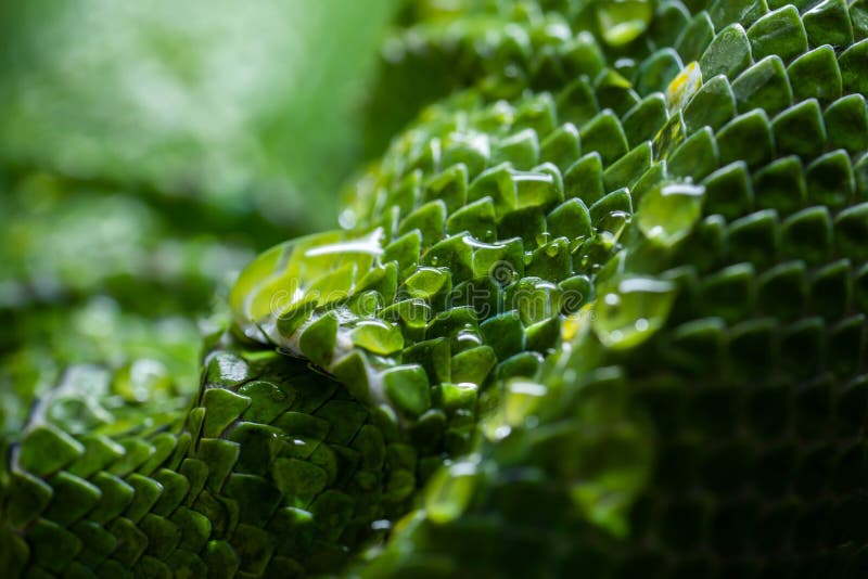 Skin of a Green Python in Water Droplets Stock Image - Image of tropic ...