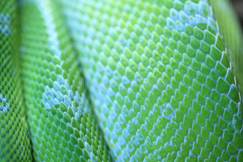 Skin of a Green Tree Python in the Terrarium in Germany Stock Image ...