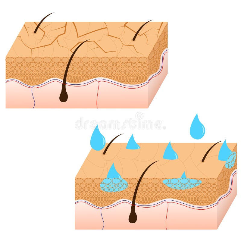 Skin Hydration Sectional View. Stock Vector - Illustration of ...