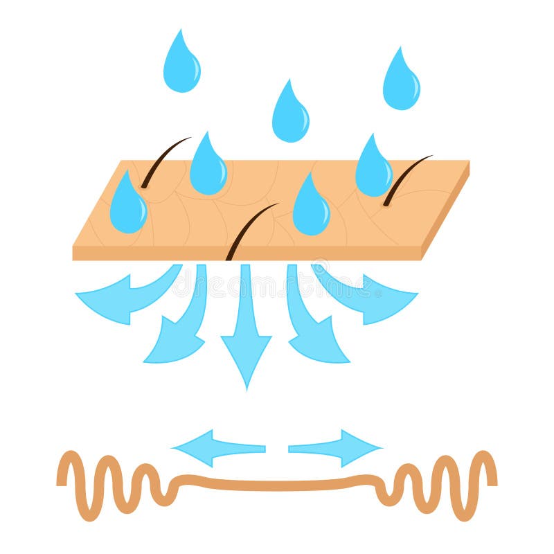 Wrinkle Stock Illustrations – 32,491 Wrinkle Stock Illustrations ...