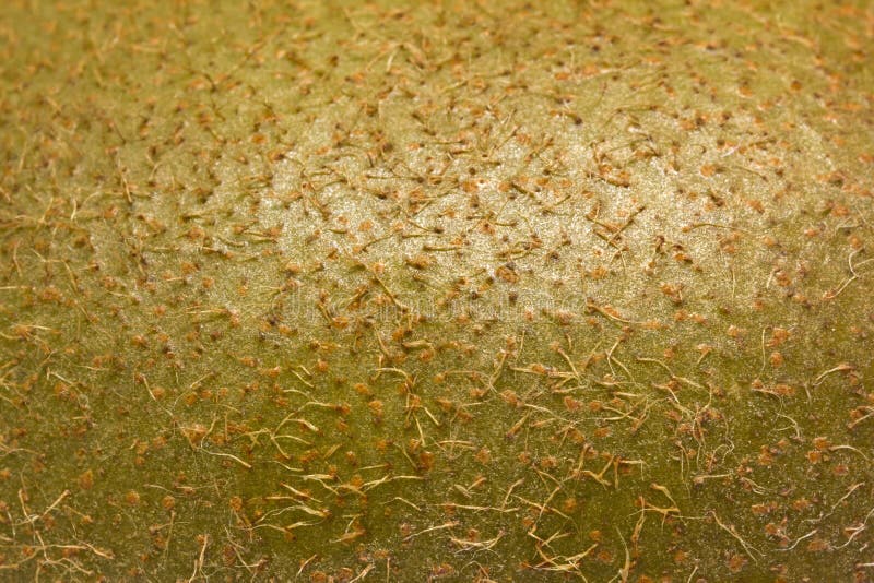 Skin of Kiwi Fruit Closeup stock photo. Image of fruit - 56943780
