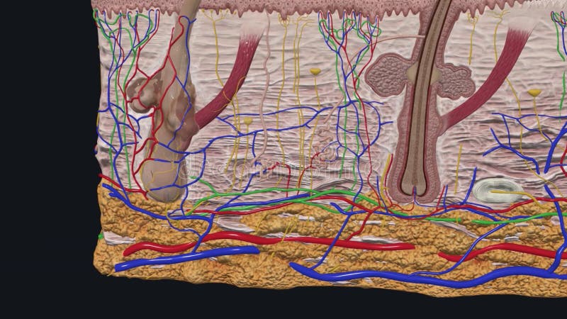 Skin is the Largest Organ in the Body and Covers the Body S Entire ...