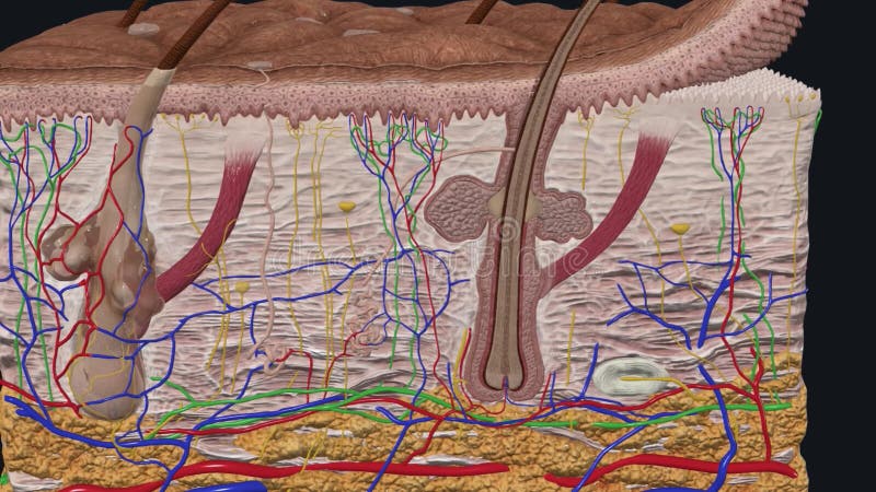 Skin is the Largest Organ in the Body and Covers the Body S Entire ...