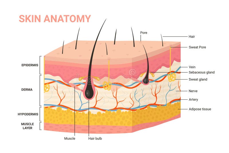 Skin Layers Structure Anatomy Diagram Human Skin Infographic - Vrogue Skin Layers Structure Anatomy Diagram Human Skin Infographic - Vrogue