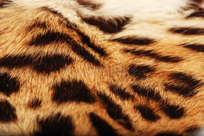 545 Real Leopard Skin Stock Photos - Free & Royalty-Free Stock Photos ...