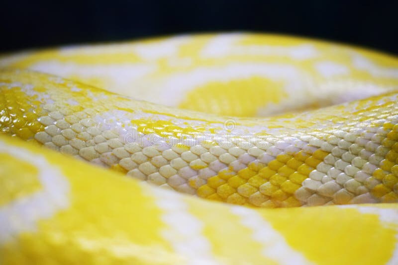 The Skin of a Lively Yellow Snake with White Stripes Stock Photo ...
