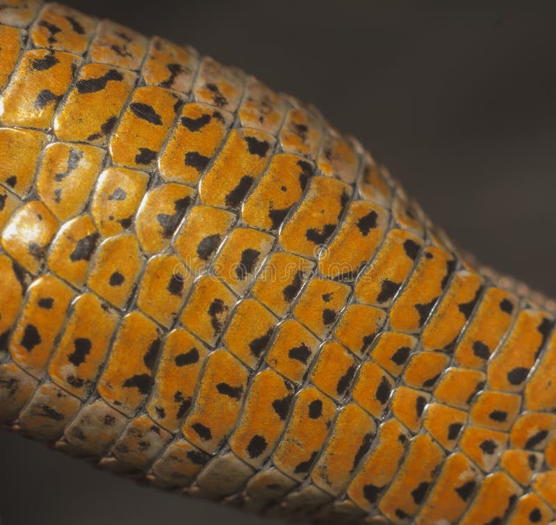 Skin of lizard stock photo. Image of nature, pattern - 98690388