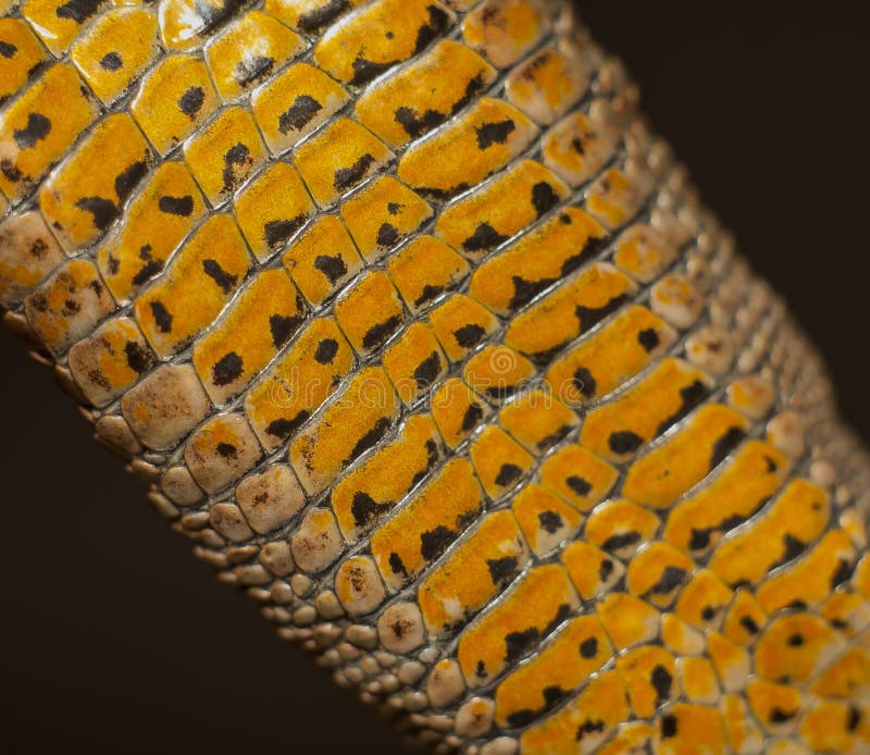 Skin of lizard stock photo. Image of nature, pattern - 98690388