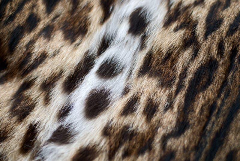 Skin of a lynx stock image. Image of wallpaper, design - 13509509
