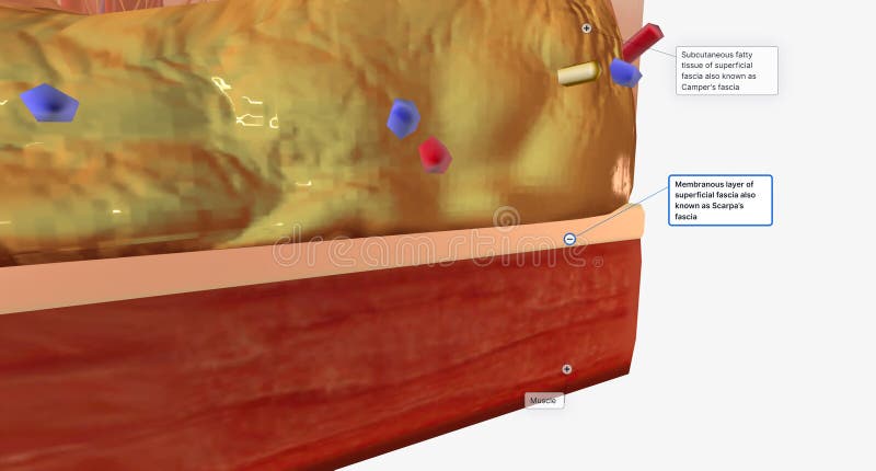 The Skin is Made Up of Several Layers of Tissue. the Most Superficial ...