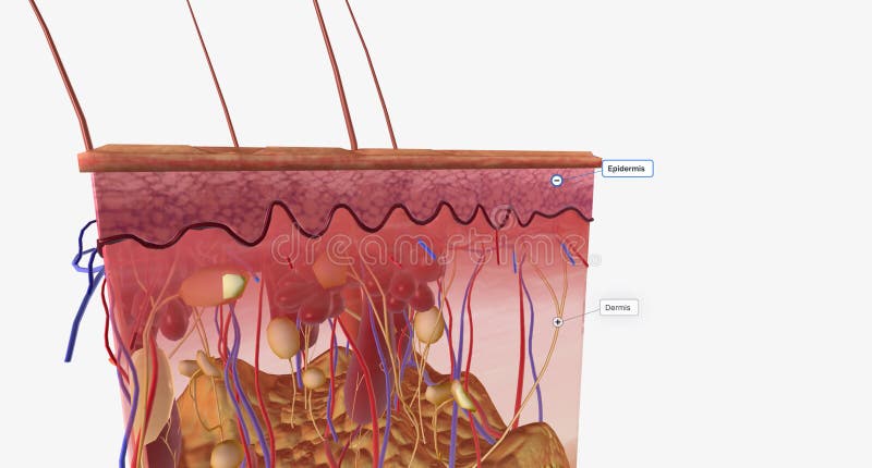 The Skin is Made Up of Several Layers of Tissue. the Most Superficial ... The Skin is Made Up of Several Layers of Tissue. the Most Superficial ...