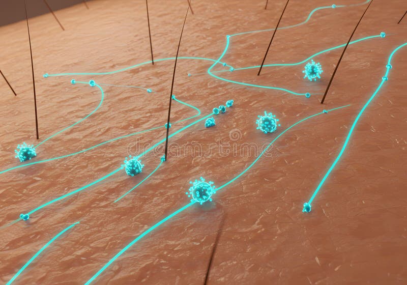 Skin Microscopic Structures and Hairs Stock Illustration - Illustration ...