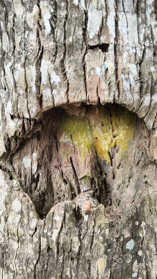 The Skin of the Moss Attached To the Coconut Tree is Brown To Black ...